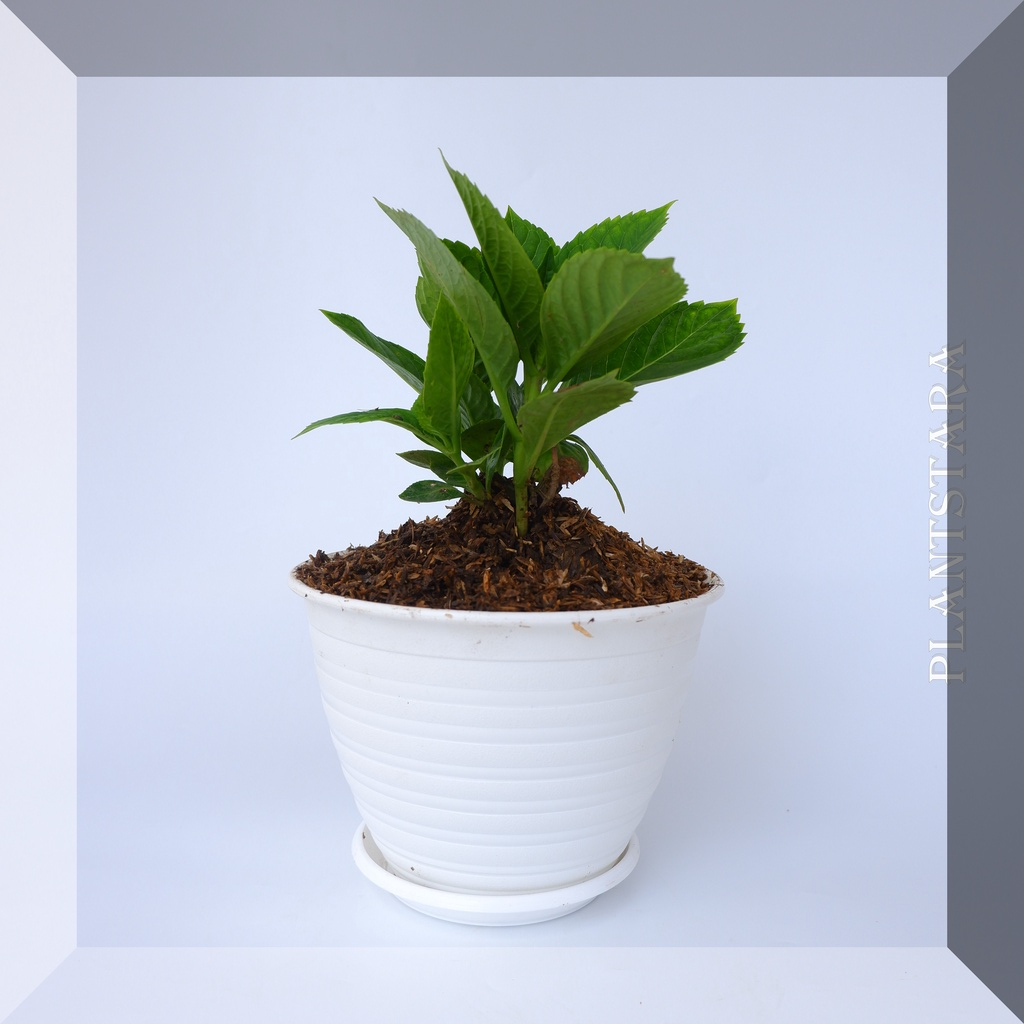 Jual Tanaman Bunga Pancawarna Cutting Berakar (hydrangea macrophila ...