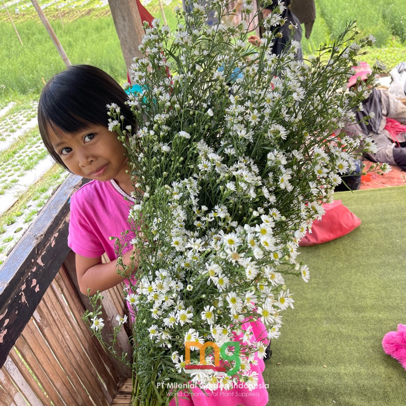Jual bunga potong peakok putih segar isi 10 - 35 potong tangkai - bunga ...