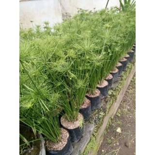 Jual Tanaman papyrus, Cyperus papirus | Shopee Indonesia