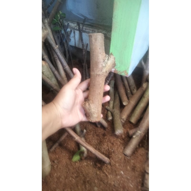 Jual bahan stek waru merah besar fresh cutting | Shopee Indonesia