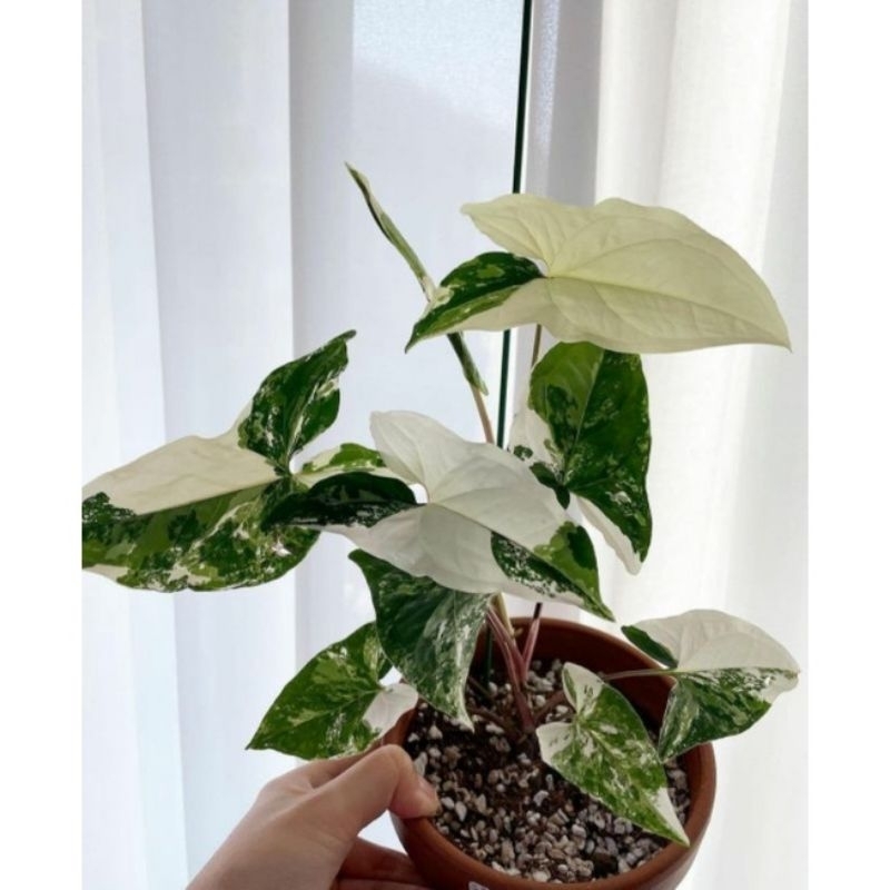 Jual Tanaman Hias Monstera Marble Varigata / Monstera Varigata ...