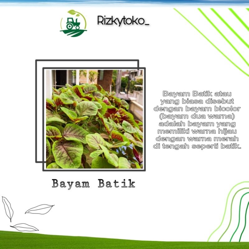 Jual 2000 Biji - Benih BAYAM Batik Loreng Repacking | Shopee Indonesia