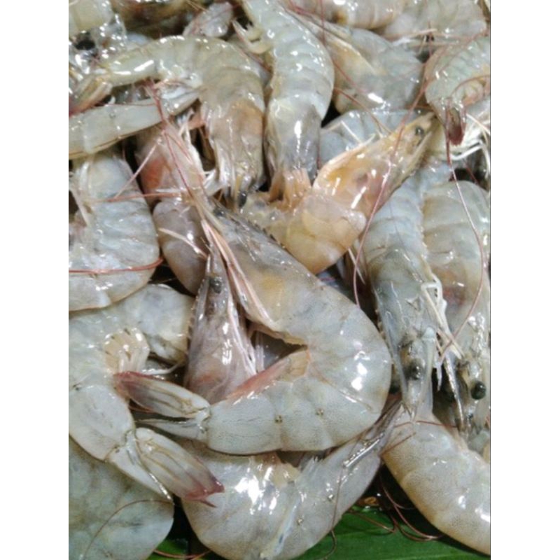 Jual Udang Segar 1KG Ukuran Sedang / Udang Fresh 1KG Udang | Shopee ...