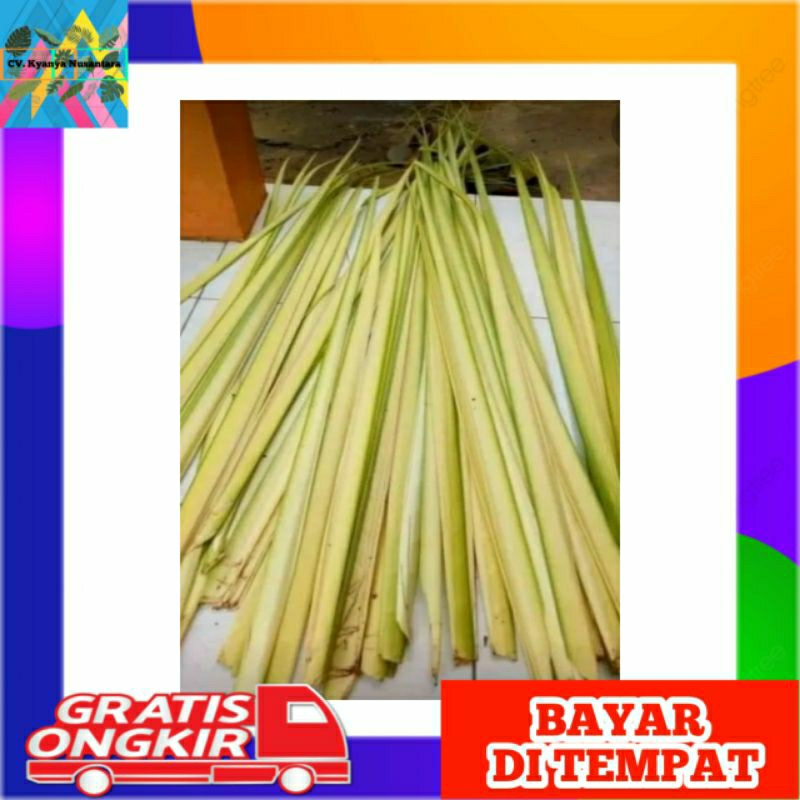Jual Janur kuning / Daun Kelapa muda / pembuat ketuptat | Shopee Indonesia