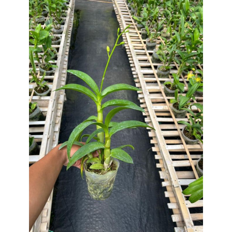 Jual Anggrek Dendrobium Bulat kondisi knop/Spike | Shopee Indonesia