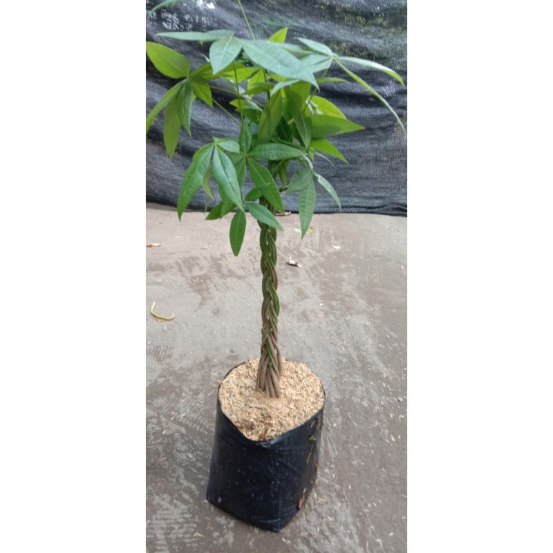 Jual Tanaman Hias Pachira Kepang 9 / Pohon Pacira Kepang 9 | Shopee ...
