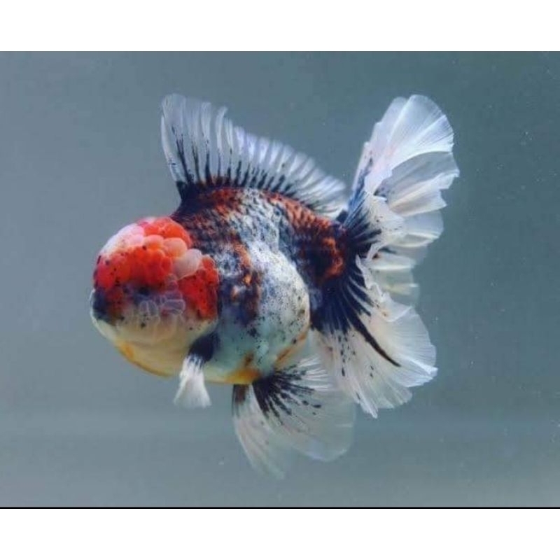 Jual Oranda pw koki oranda pw | Shopee Indonesia