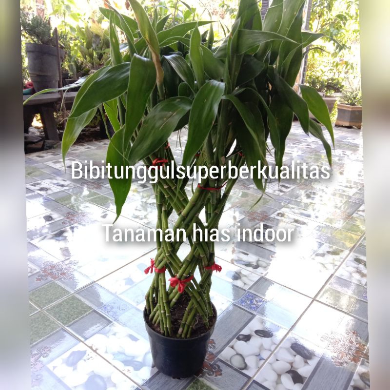 Jual Tanaman Hias bambu hoki pembawa rezeki/Tanaman Hias indoor ...