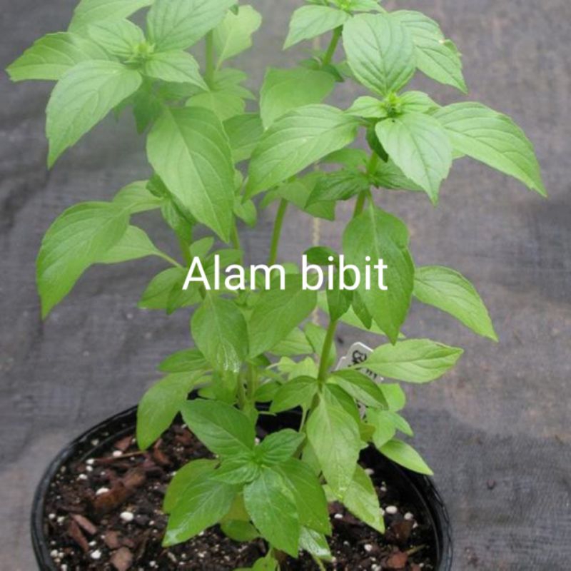 Jual BIBIT KEMANGI SIAP TANAM UNTUK LALAPAN(BELI 5 GRATIS 1) | Shopee ...