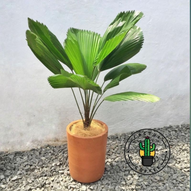 Jual Tanaman Hias Palem Kol Dewasa & Bibit / Pohon Palem Kol Indoor ...