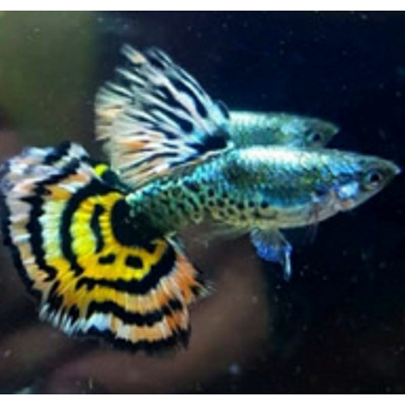 Jual ikan hias Guppy platinum Tiger yellow jantan | Shopee Indonesia