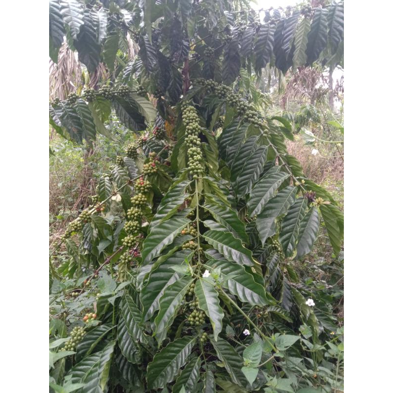 Jual BIBIT KOPI ROBUSTA UNGGUL | Shopee Indonesia Jual BIBIT KOPI ROBUSTA UNGGUL | Shopee Indonesia