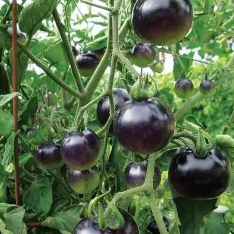 Jual pohon tomat hitam indigo rose tomato | Shopee Indonesia
