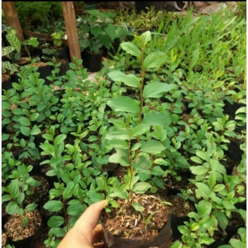 Jual Bibit bidara arab Tanaman bidara arab sidr (asli) | Shopee Indonesia