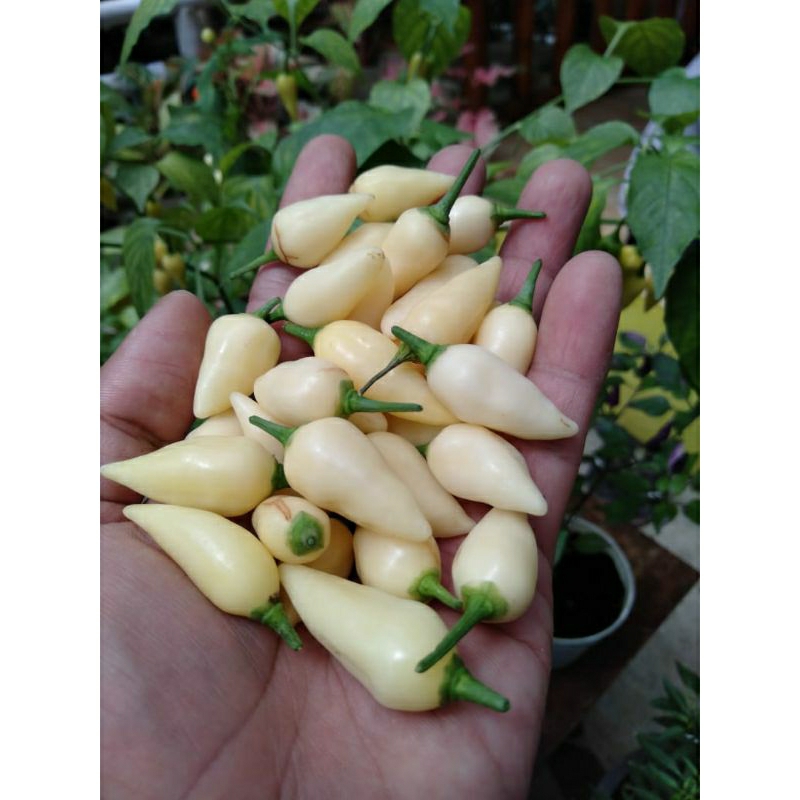 Jual Paket Benih Terbaru Shopee Indonesia