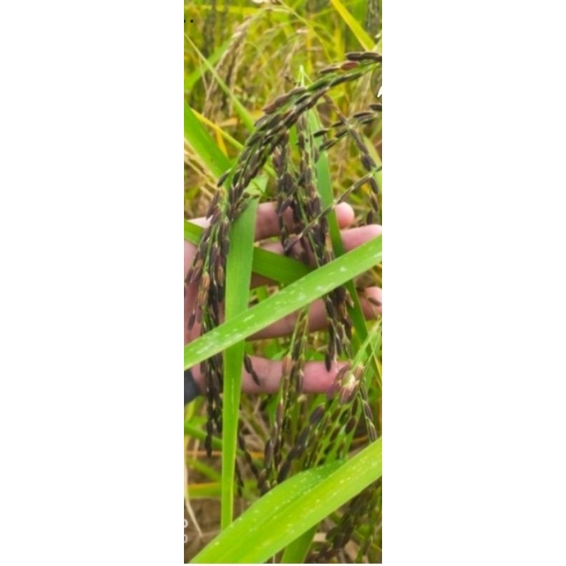 Jual merang ketan hitam (tanpa padi) | Shopee Indonesia