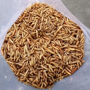 Jual Maggot Kering BSF Kering/Dry Maggot Kemasan 500 gram - Pakan Ikan ...