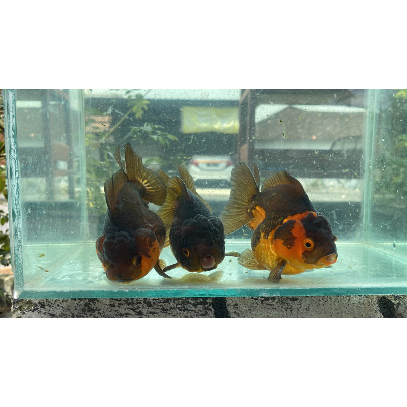 Jual oranda short body jagung bakar 10cm | Shopee Indonesia