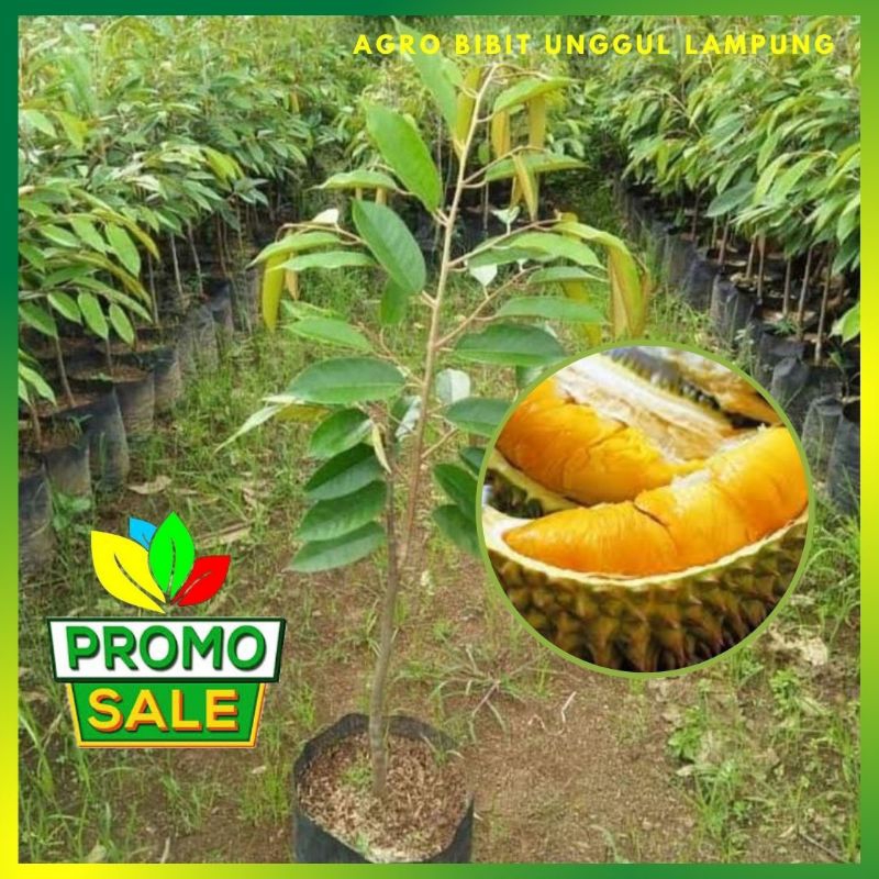Jual Bibit Durian Super Tembaga Asli Tanaman Okulasi Cepat Berbuah Super Genjah | Shopee Indonesia
