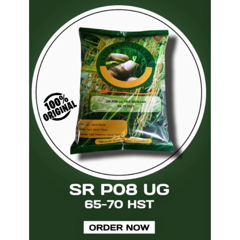 Jual benih padi SR P08 Ultra genjah ORIGINAL 1kg padi super genjah 65 ...
