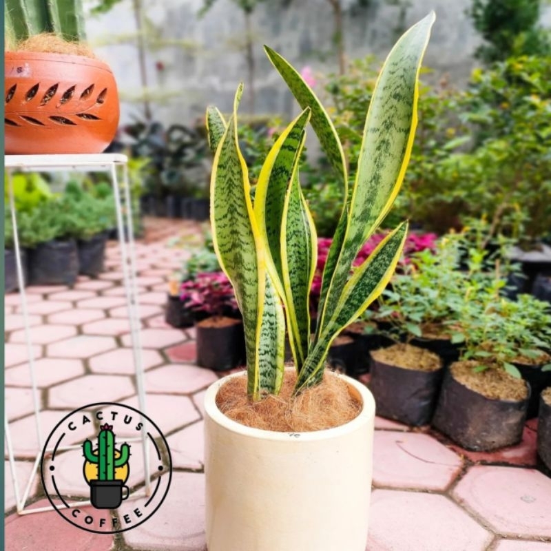 Jual Tanaman Hias Lidah Mertua - Tanaman Sensivera Lidah Mertua ... Jual Tanaman Hias Lidah Mertua - Tanaman Sensivera Lidah Mertua ...