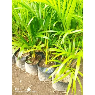 Jual Palem Kuning Terlengkap & Harga Terbaru Juni 2024 | Shopee Indonesia