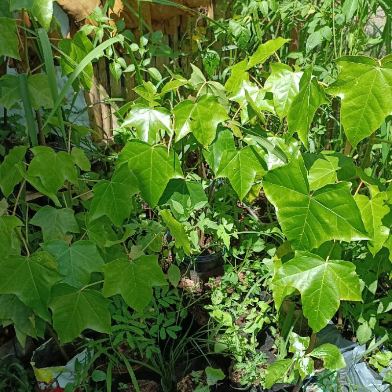 Jual Bibit muncang adu jayanti tinggal tanam | Shopee Indonesia
