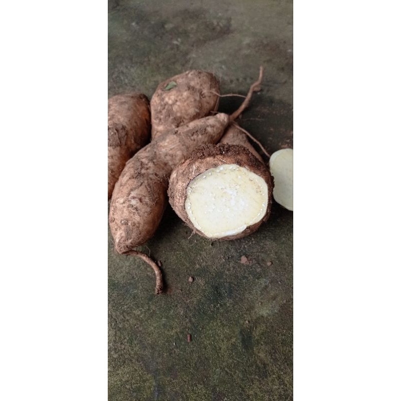 Jual ketela/ubi jalar/telo/ketela rambat/1kg | Shopee Indonesia