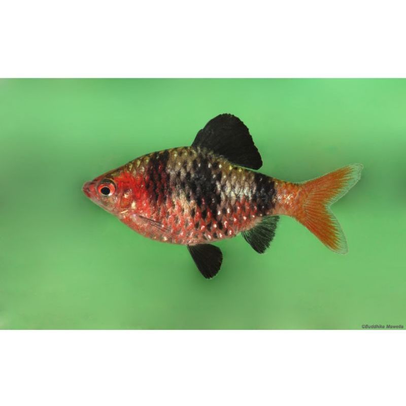 Jual Ikan Hias Black Ruby Barb Puntius Nigrofasciatus Aquascape ...