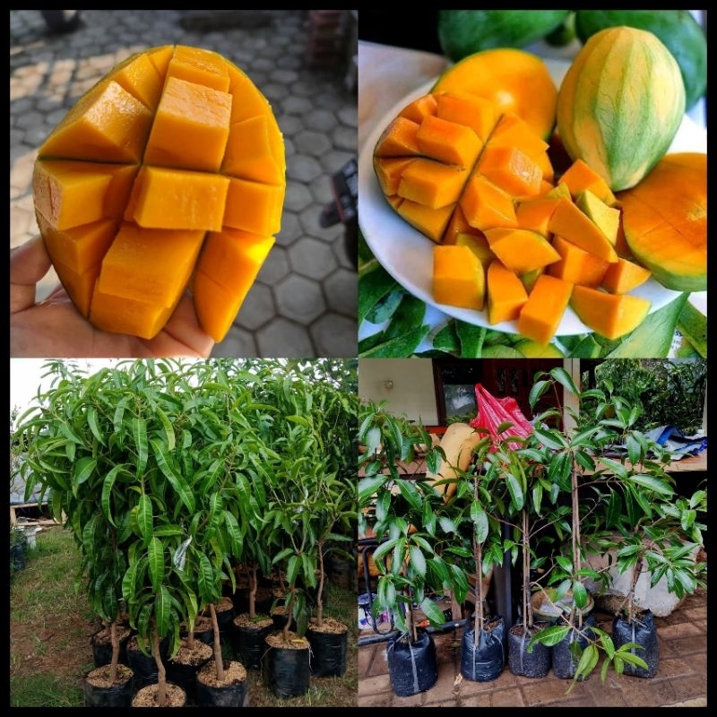 Jual Bibit Mangga Harumanis Tinggi 1 Meter Batang Besar Cepat Berbuah ...