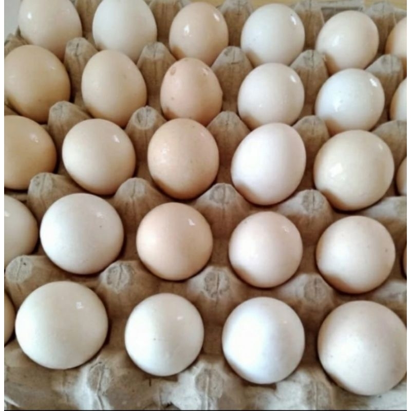 Jual Telur Ayam Kampung Per 5 Butir | Shopee Indonesia