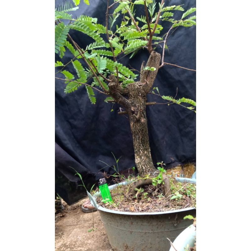 Jual bahan bonsai asem jawa taman | Shopee Indonesia