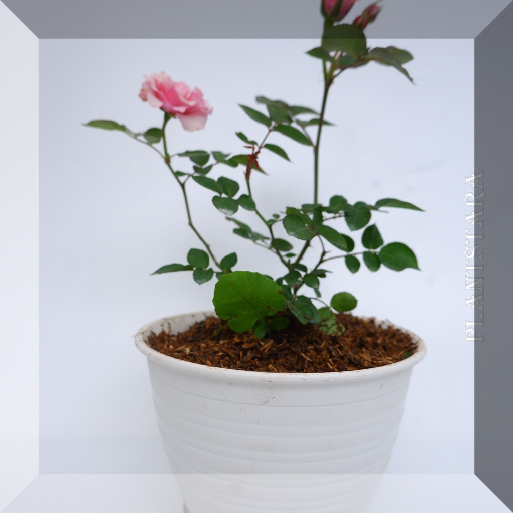 Jual Pohon Tanaman Bunga Hias Mawar Floribunda Ungu (rosa sp ...