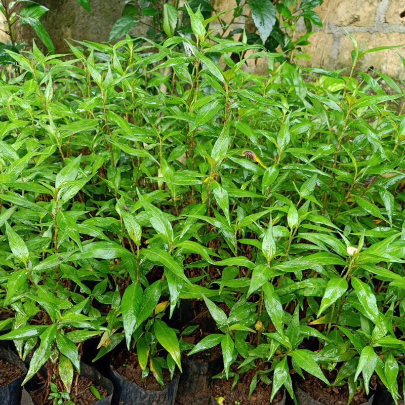 Jual daun kesum segar 500 gram | daun laksa leaf segar organik | Shopee ...