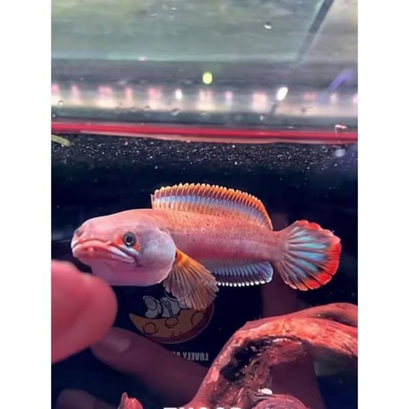 Jual chana limbata asli CB lawu 7-8cm rim orange tebal | Shopee Indonesia
