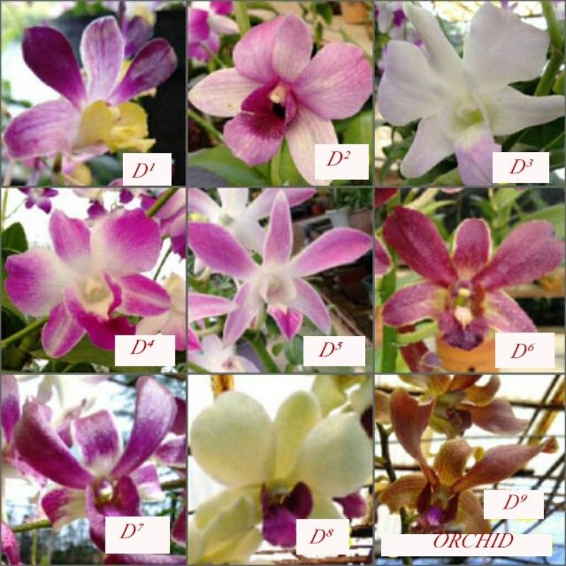 Jual bibit tanaman hias bunga anggrek dendrobium seedling | Shopee ...