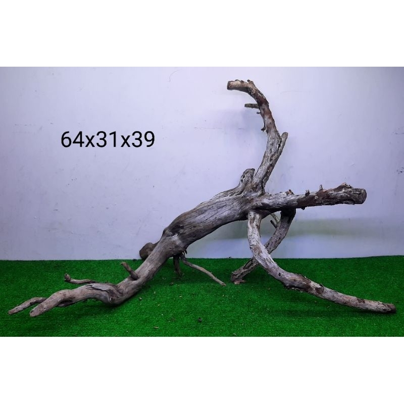 Jual Kayu Santigi Laut - Kayu Tenggelam - Aquascape - Channa - 64x31x39 ...