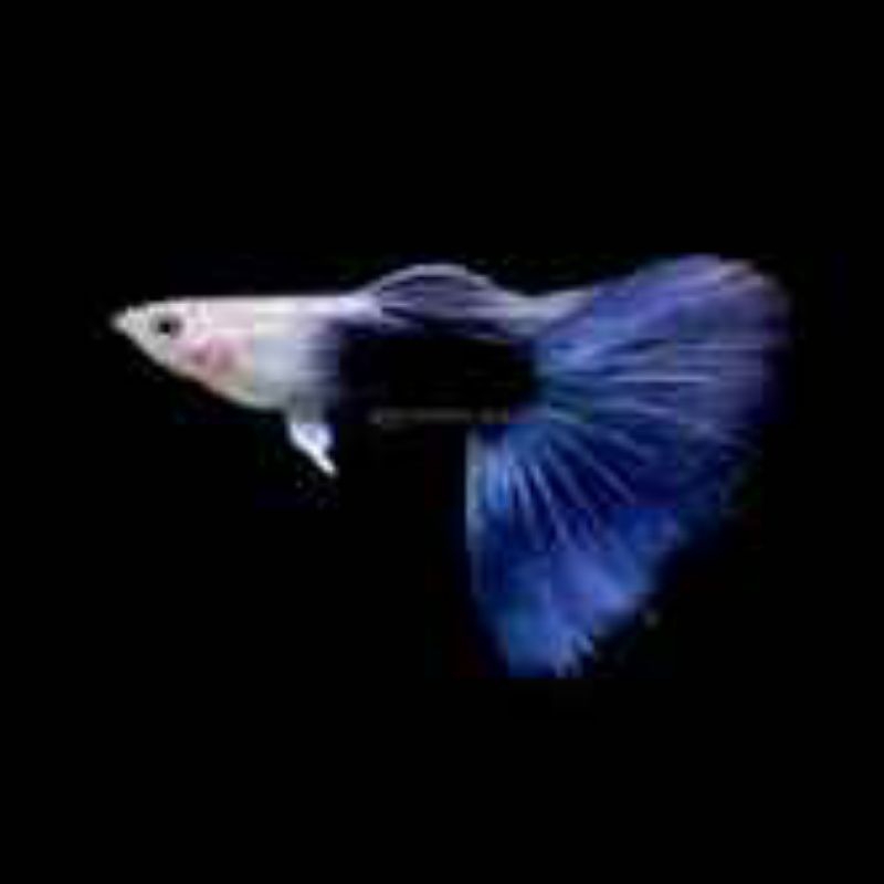 Jual Guppy HB Blue | Shopee Indonesia
