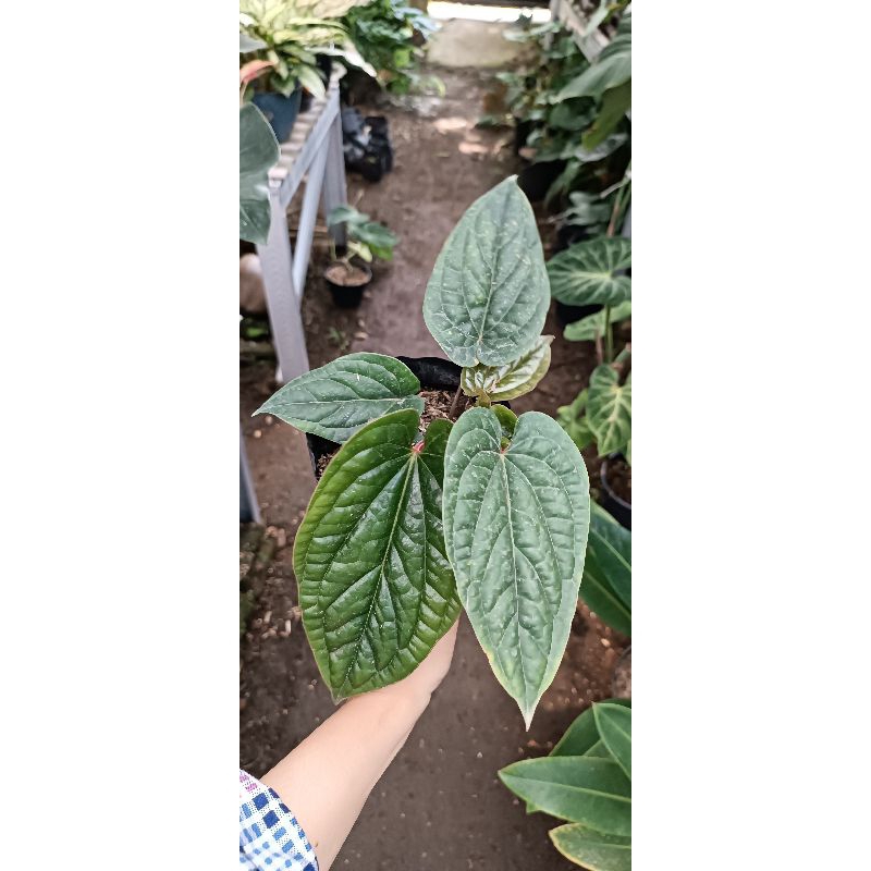 Jual anthurium radicans | Shopee Indonesia