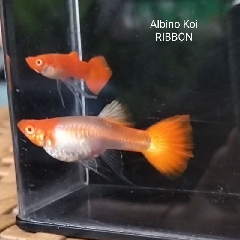 Jual Albino Koi RIBBON Grade A sepasang / Line Ribbon sepasang induk JUMBO sepasang atau jantan ...