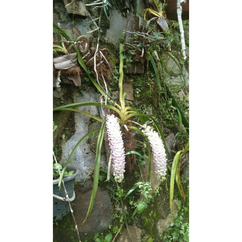 Jual Anggrek Ekor Tupai dewasa ( sudah tumbuh kuncup bunga ) | Shopee ...