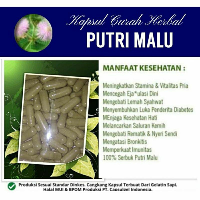 Jual PUTRI MALU 100 KAPSUL OBAT HERBAL ALAMI (GRADE A5) | Shopee Indonesia