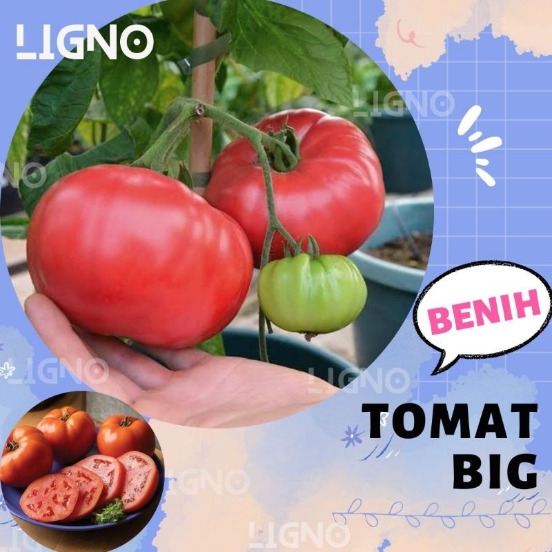 Jual Benih TOMAT JUMBO Big Beef Import Biji Sayur | Shopee Indonesia