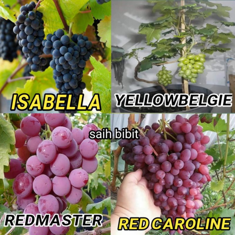 Jual BIBIT ANGGUR 1 PAKET ISI 4 JENIS (4 ANGGUR SUPER CEPAT BERBUAH ... Jual BIBIT ANGGUR 1 PAKET ISI 4 JENIS (4 ANGGUR SUPER CEPAT BERBUAH ...