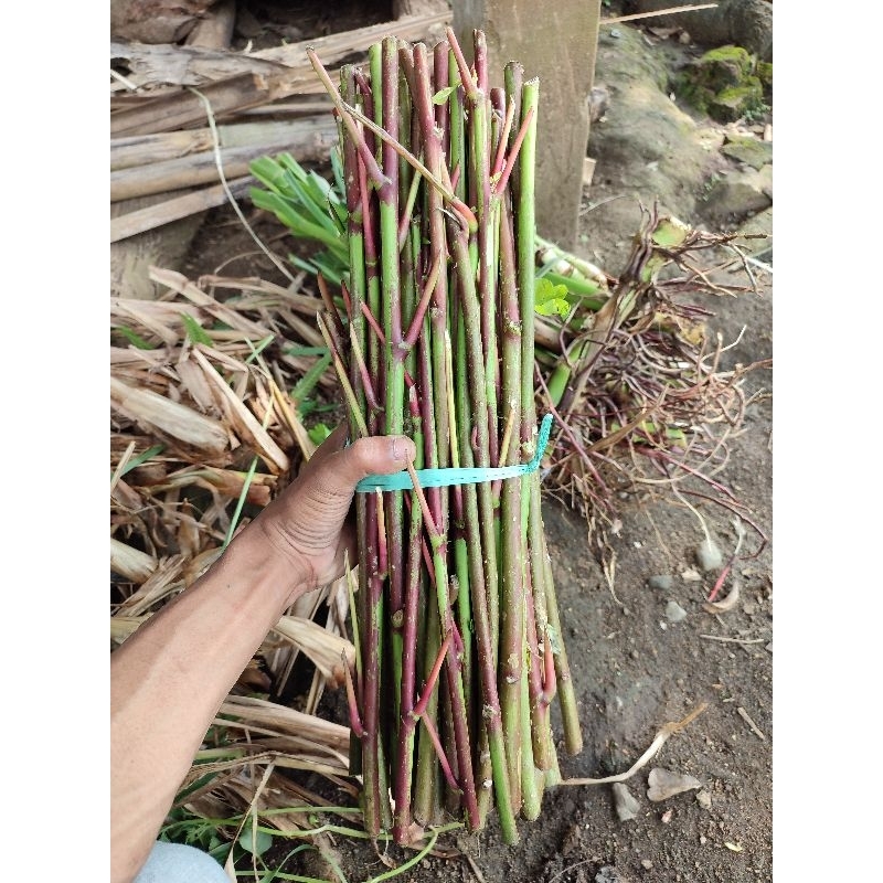 Jual Bibit Stek Telo Papua/Daun Gedi/Singkong papua Super, Inovasi ...