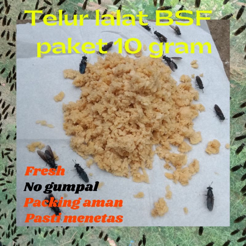 Jual Maggot Terlengkap & Harga Terbaru Mei 2026 | Shopee Indonesia