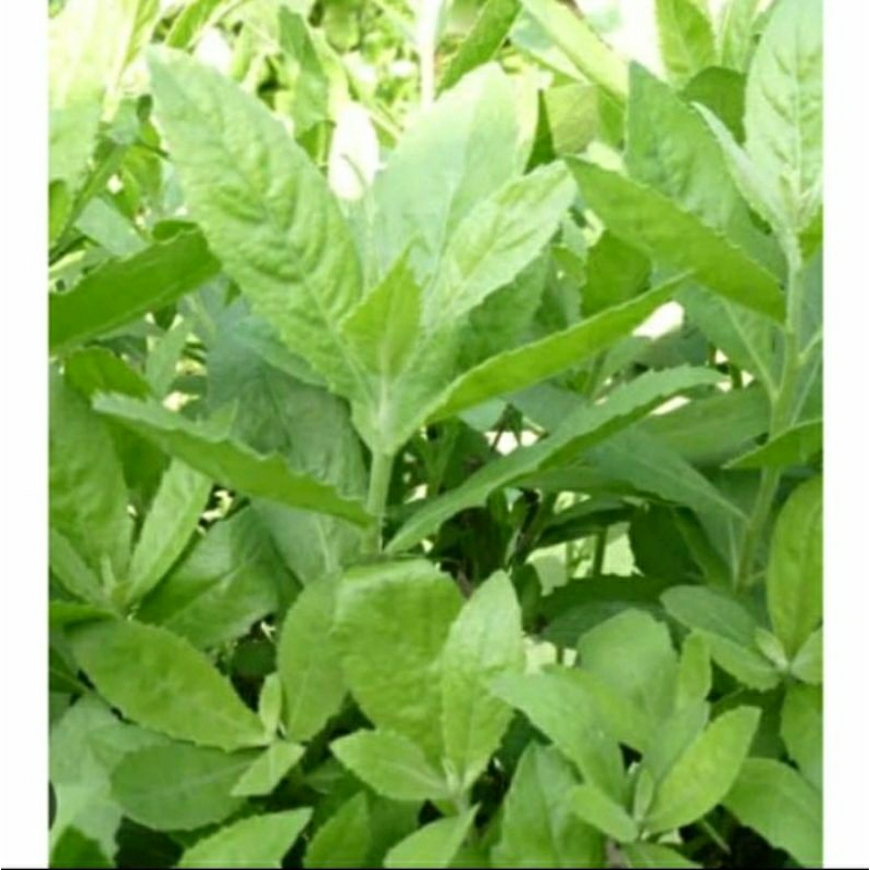 Jual DAUN BELUNTAS/LUNTAS SEGAR BARU PETIK | Shopee Indonesia