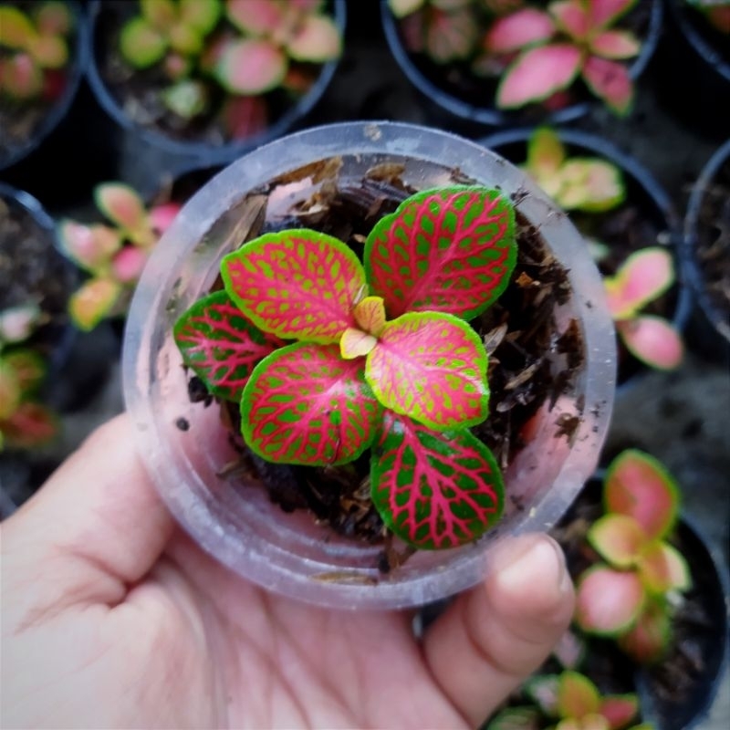 Jual Fitonia Fittonia Tanaman Paludarium Terarium dan Vivarium | Shopee ...