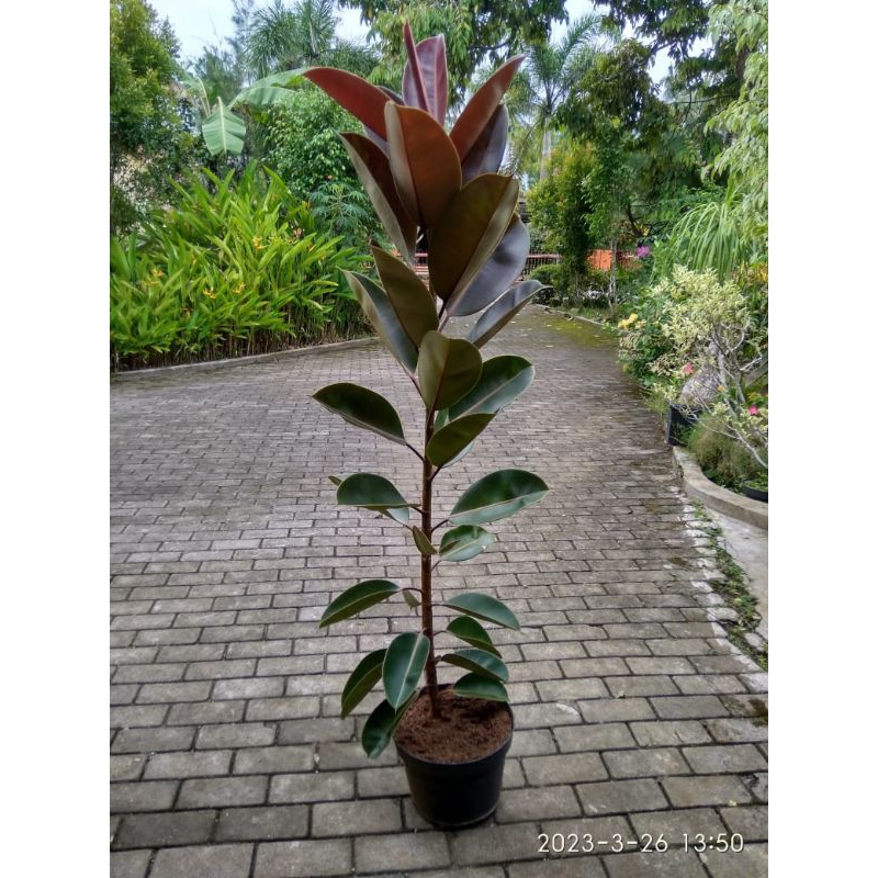Jual karbo/karetkebo/karet kebo/tanaman hias/tanaman indoor/ficus elastica/karet kebo merah ...
