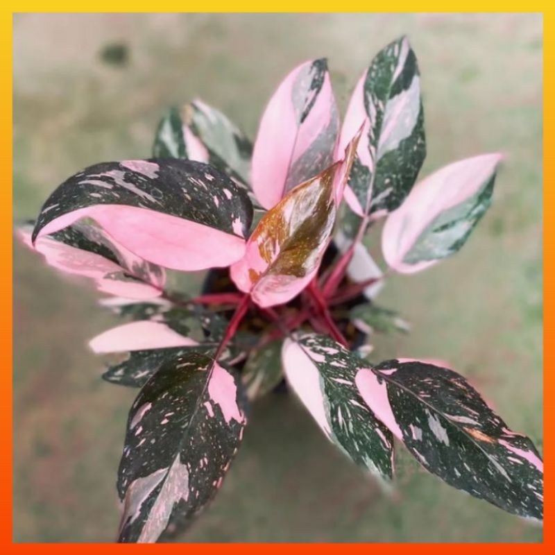 Jual Tanaman Hias Philodendron Pink Princess Bunga Pilodendron Pilo ...